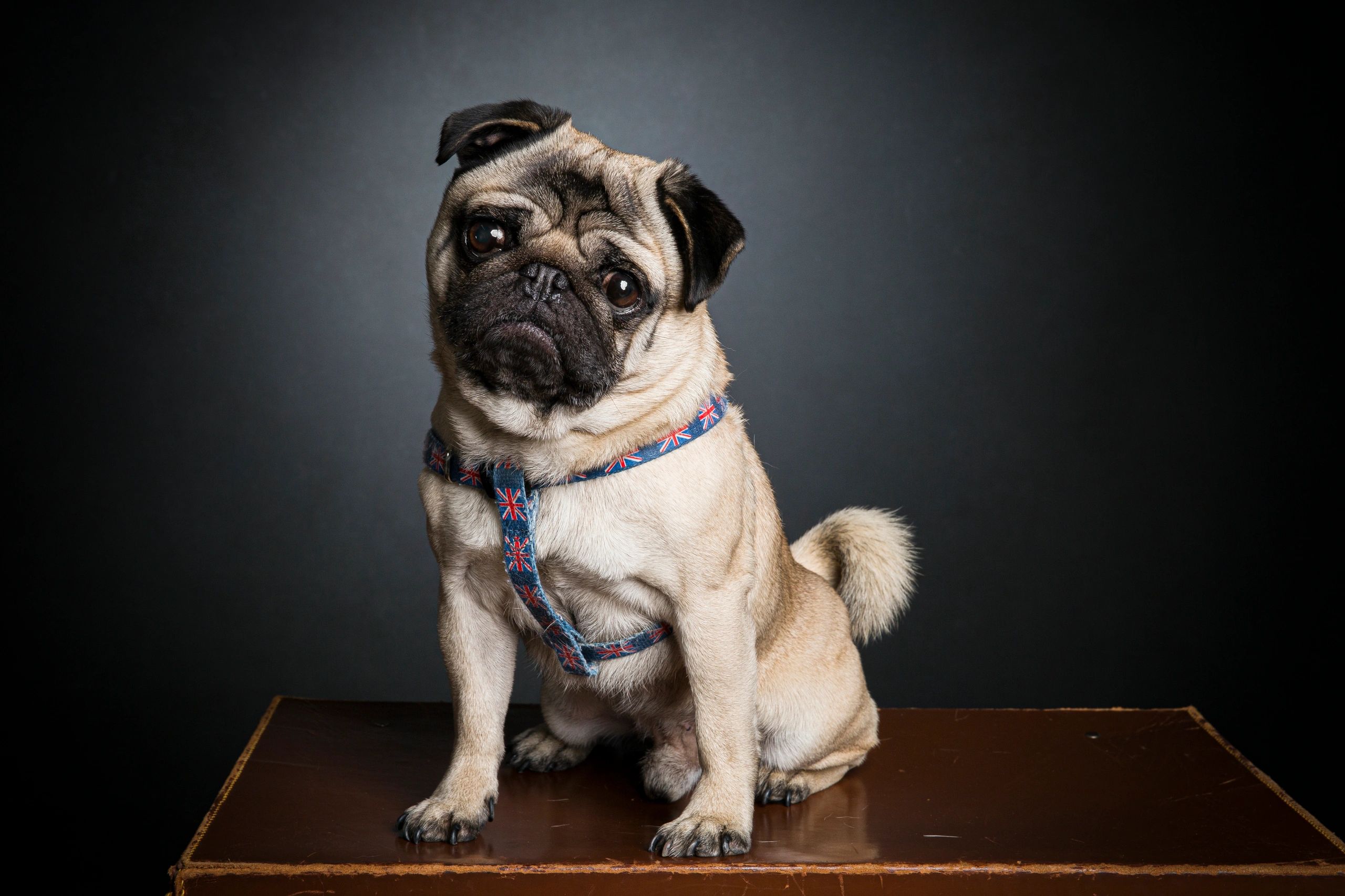 Pangpang the London Pug - famous dog model and social media influencer ...