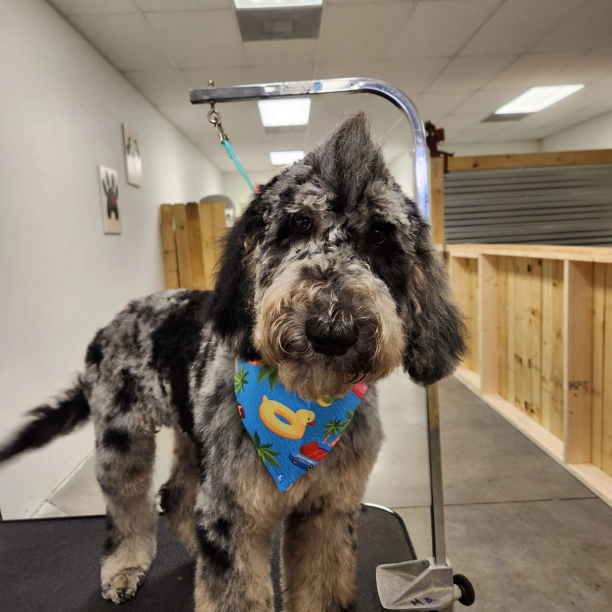 Our Elite Team Of Pet Stylist our-elite-team-of-pet-stylist