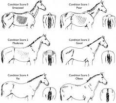 Henneke Body Score for Horses