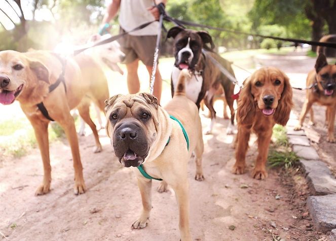 Best Dog Walking Website in Town