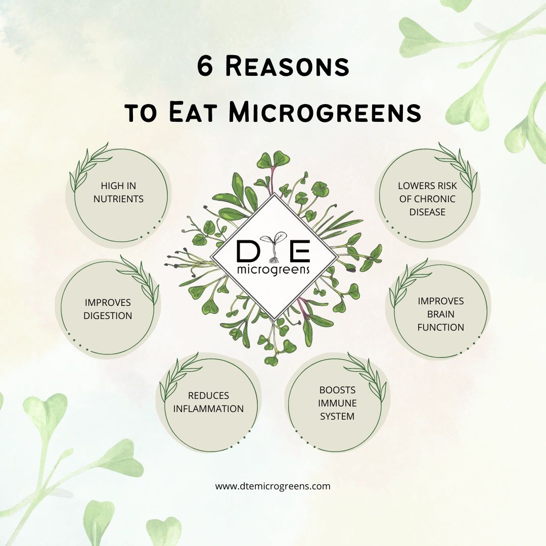 6 Reasons to Add Microgreens to Your Diet