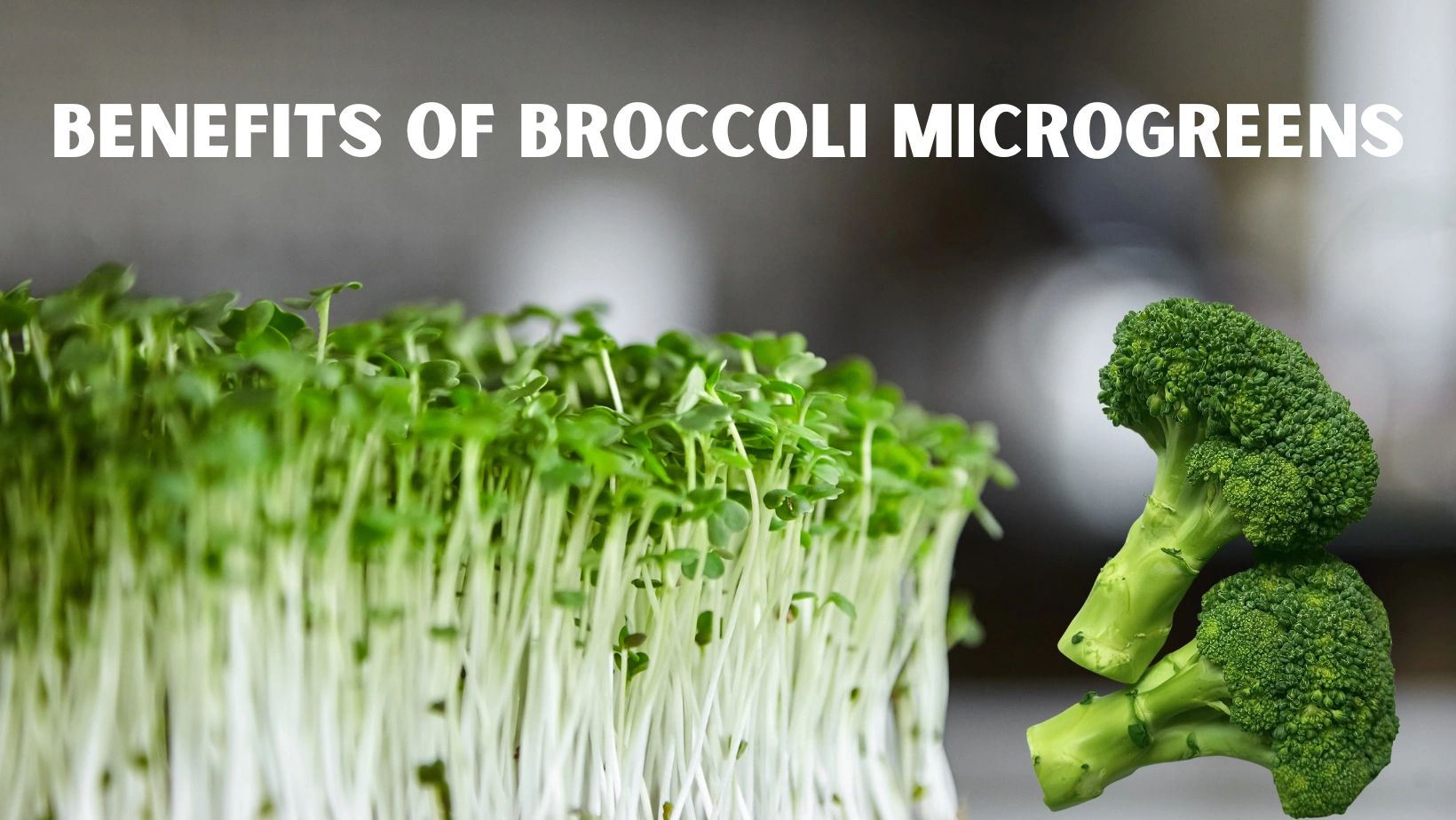 7 Benefits of Broccoli Microgreens