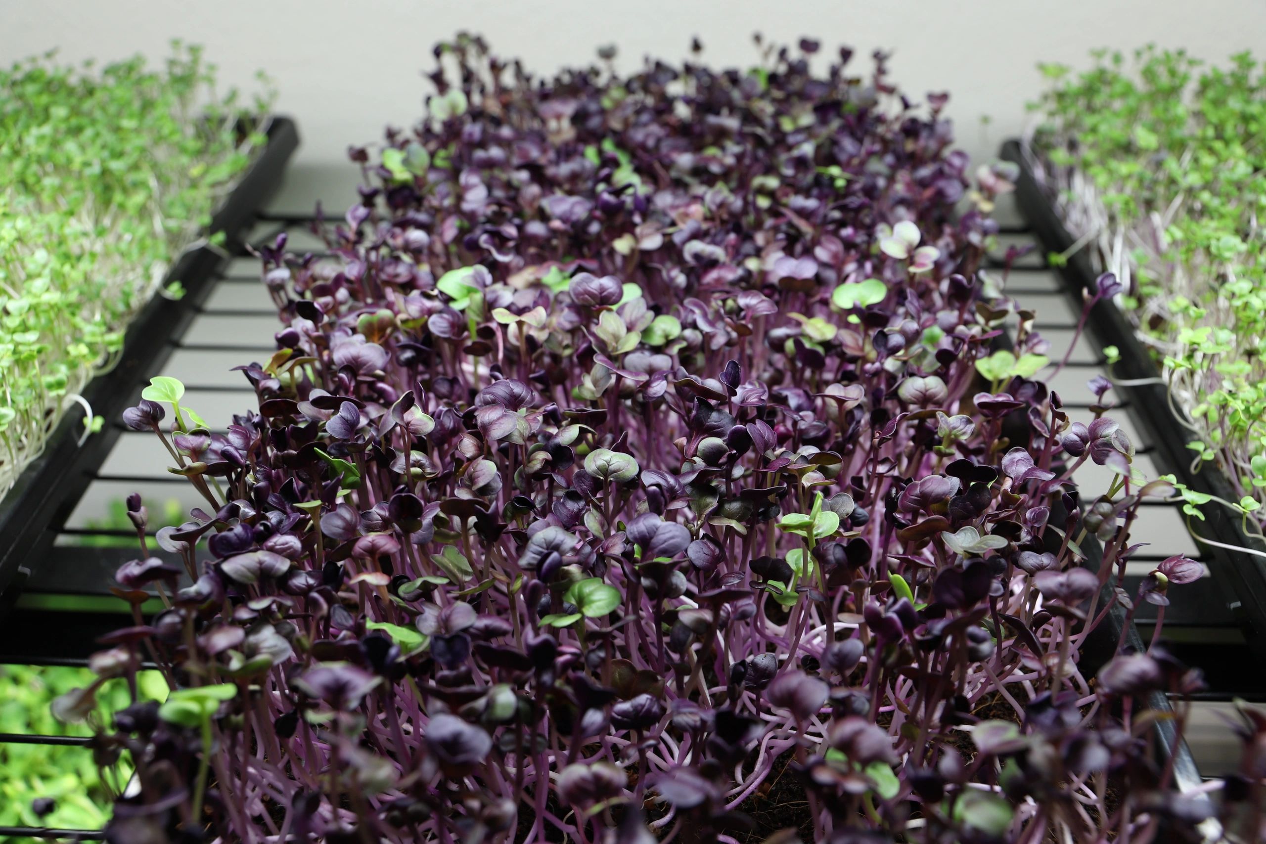 Fresh Microgreens, Organic Microgreens - Scottsdale, Arizona
