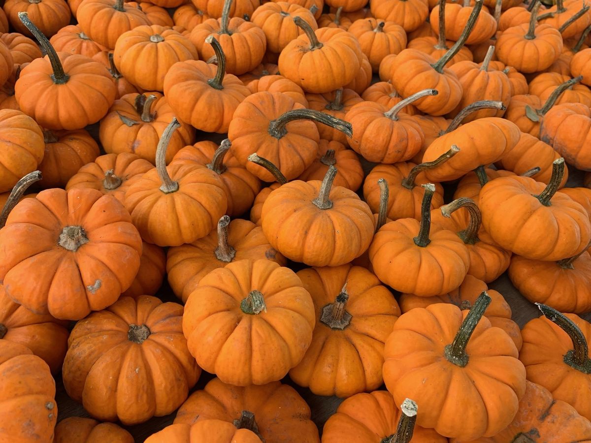 Mini Pumpkins