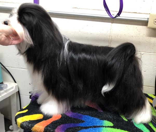 Havanese - Mardi Gras Havanese. Havanese puppies breeder in Michigan