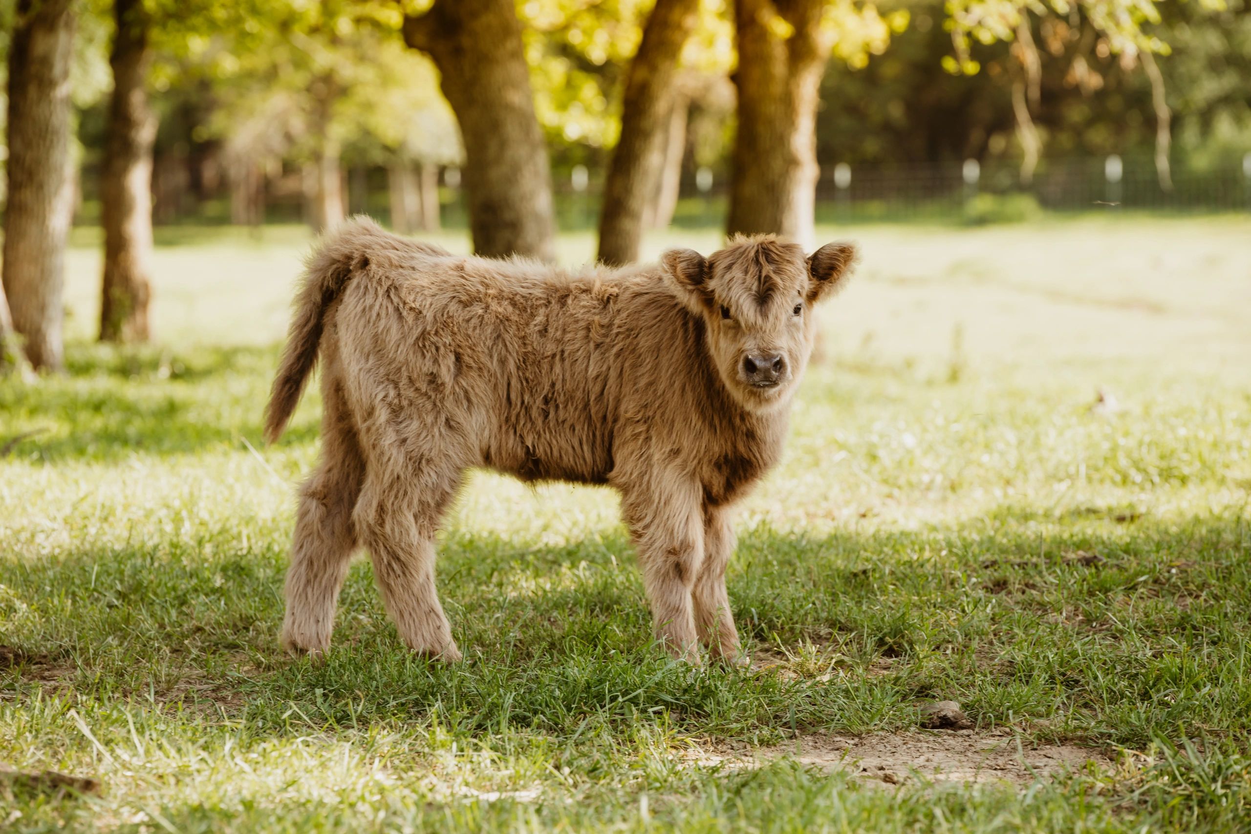 Miniature Cattle