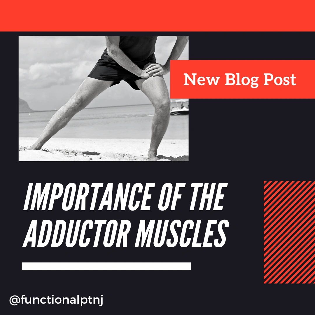 Importance Of The Adductor Muscles