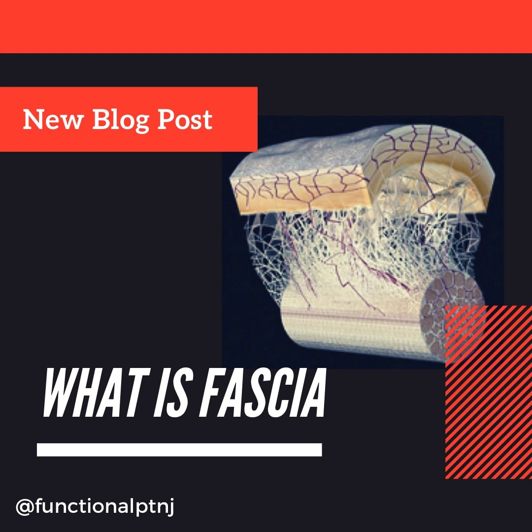 What Is Fascia
