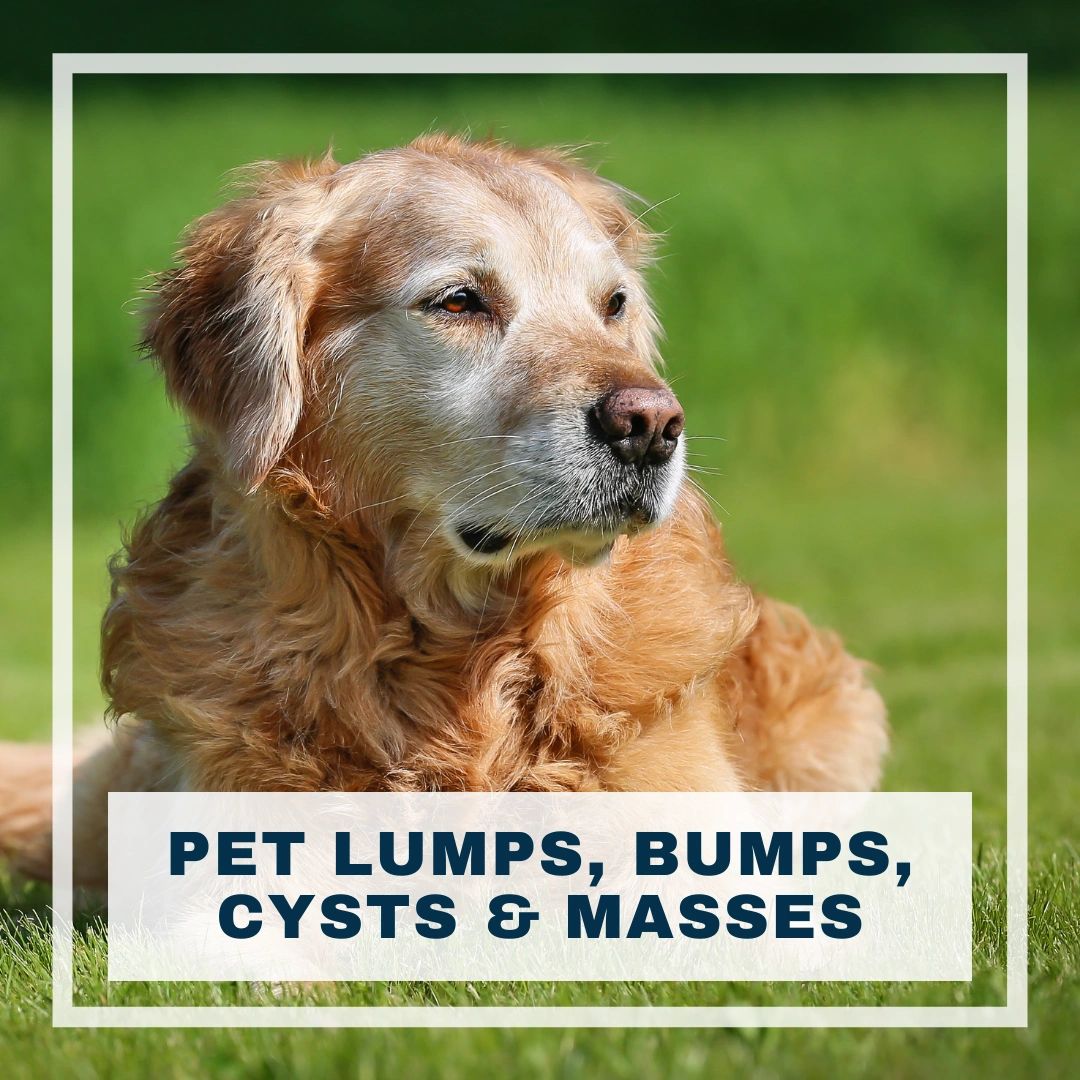 Lumps, Bumps, Cysts, & Masses on Your Pet - What You Should Know