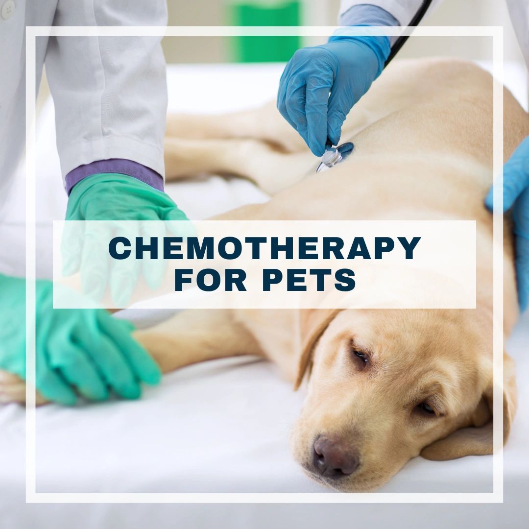 Chemotherapy For Pets - Why It’s Not As Scary As You Think