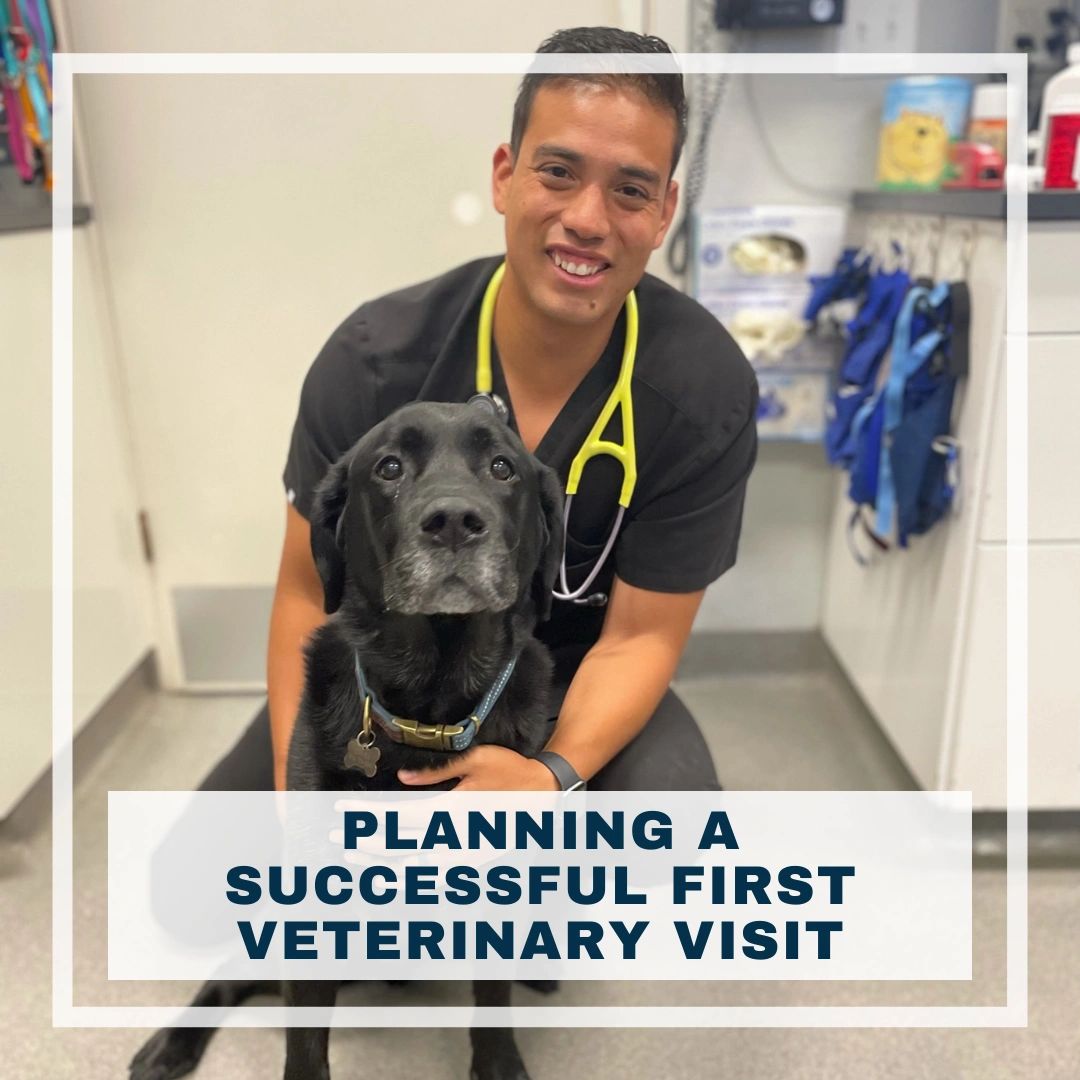 Planning Your Pet's First Vet Visit