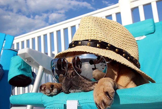 Pug Costa Rica - Cachorros Pug, Camadas Disponibles Contáctenos, Pug