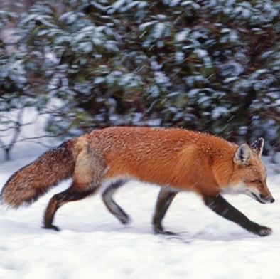 Spotlight on Wildlife: Red Fox vs. Gray Fox