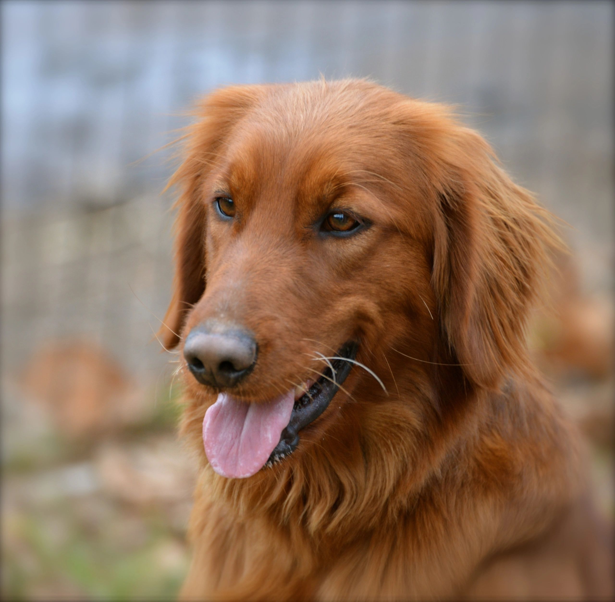Meascán Saotharlainne Red Retriever