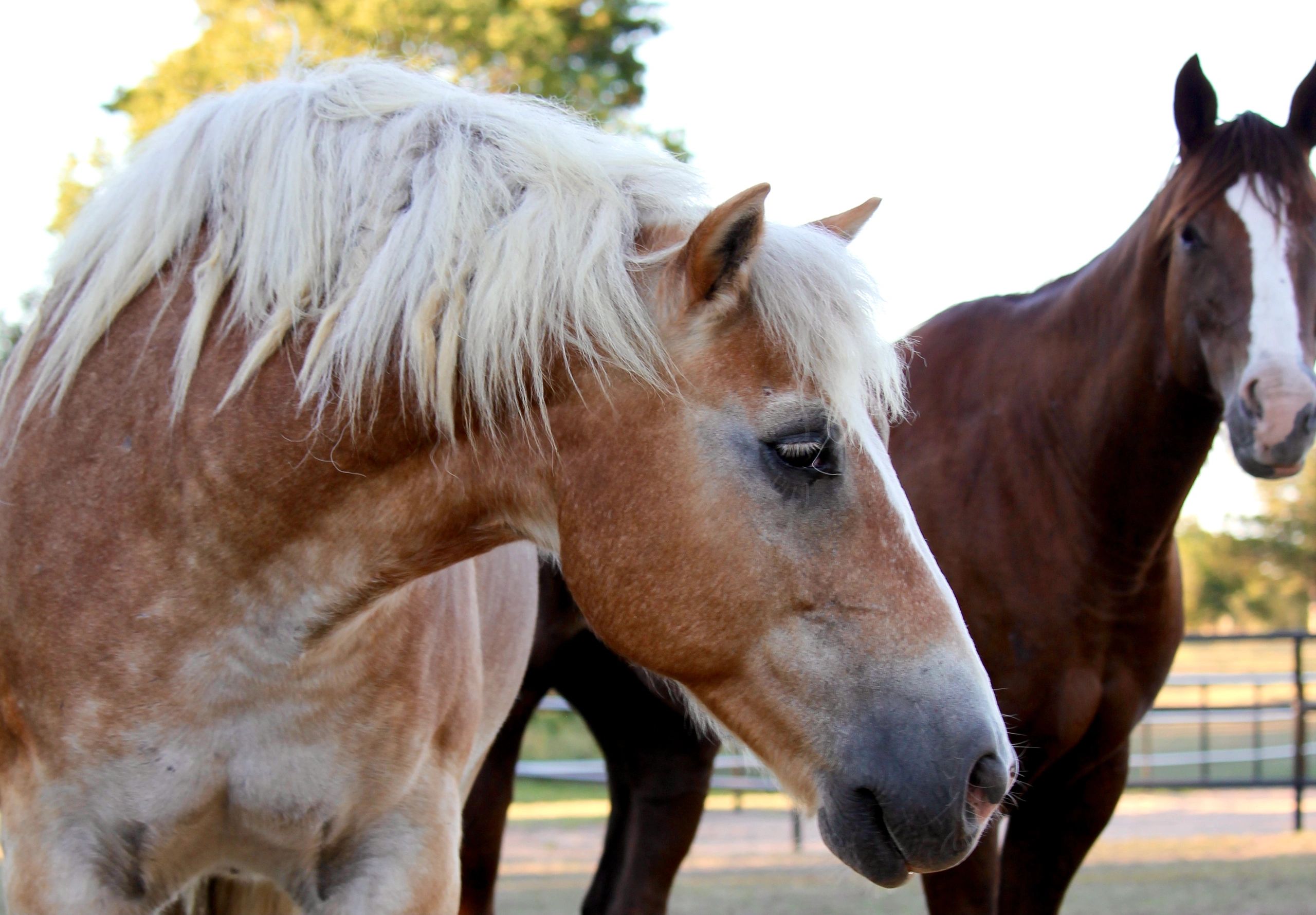 Freedom Reins Equine Rescue - Freedom Reins, Nonprofit, Horse Rescue
