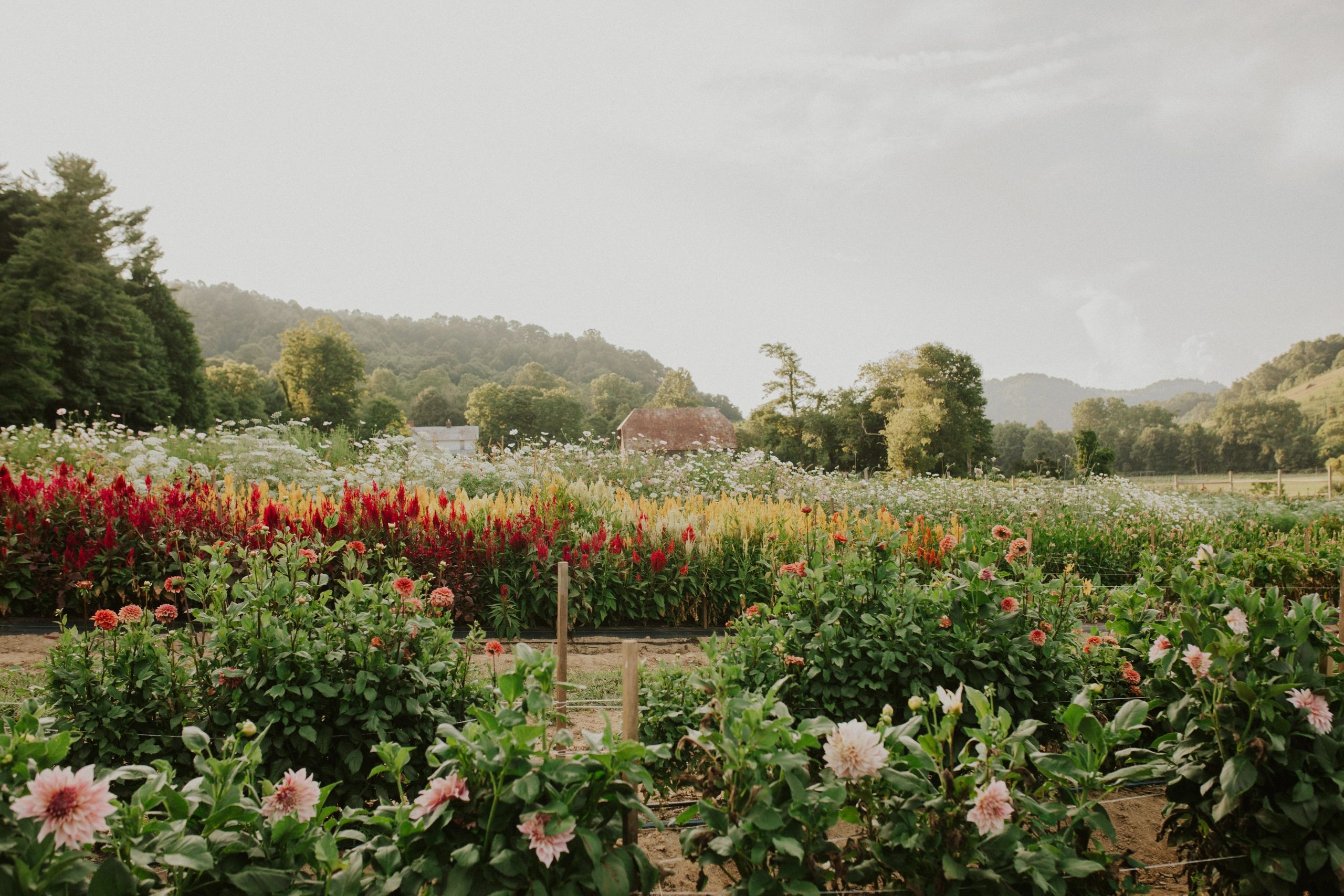 Harvest Farm Flower Company - Flowers, Weddings