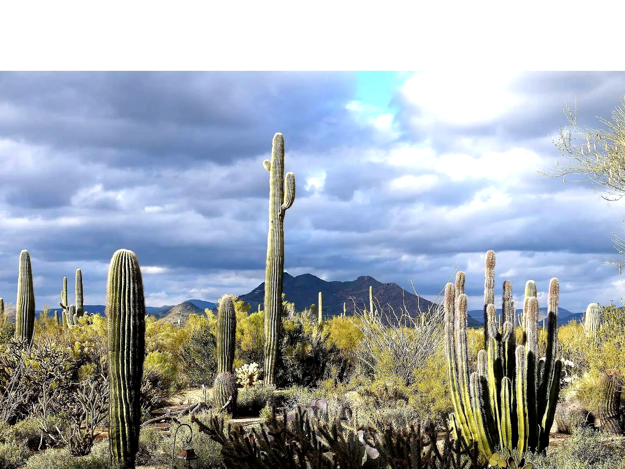 Pure Desert Organic Pest Control - Green Solutions for Desert Pests