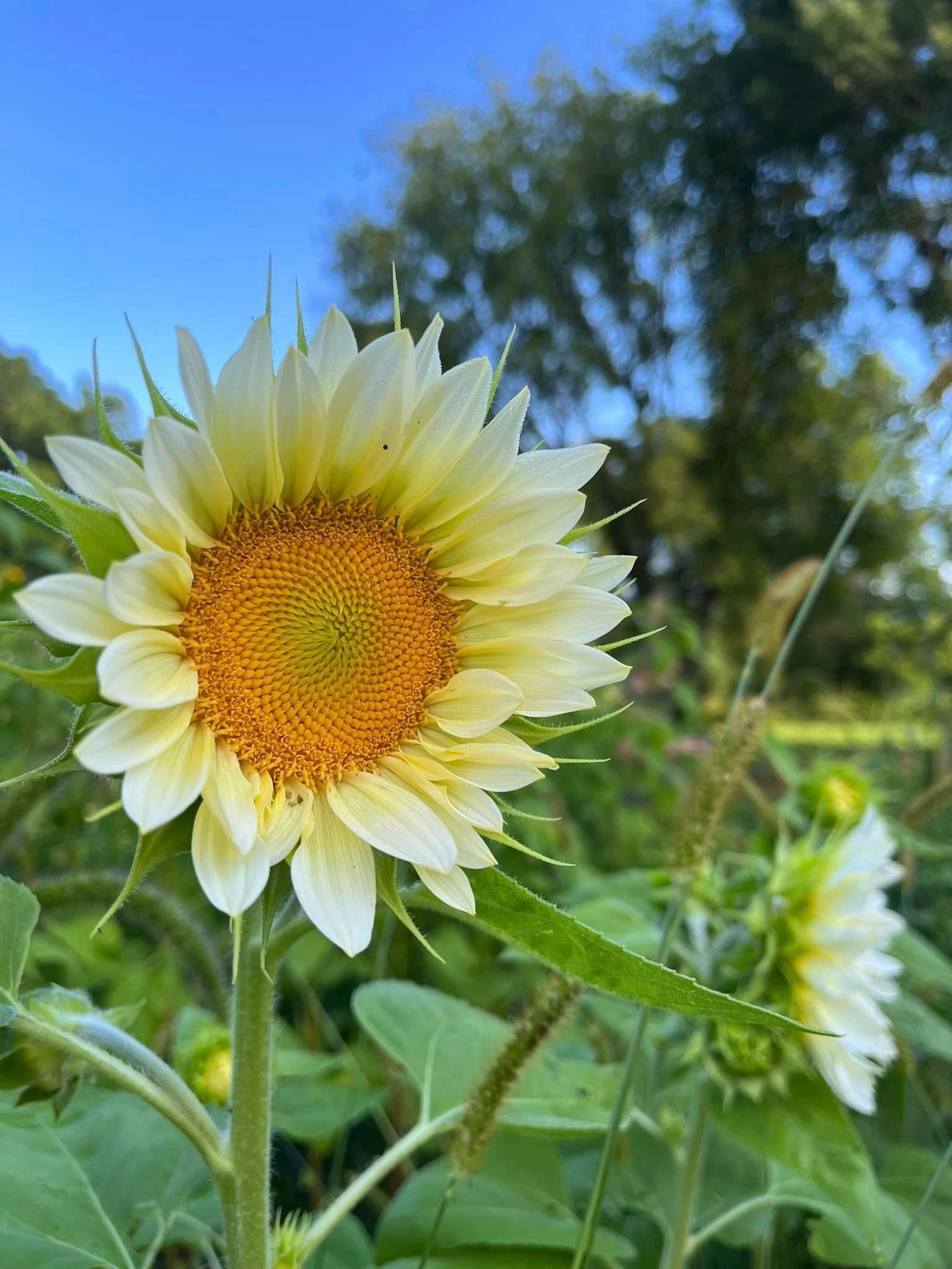 Back Forty Flower Farm in Long Prairie, Minnesota