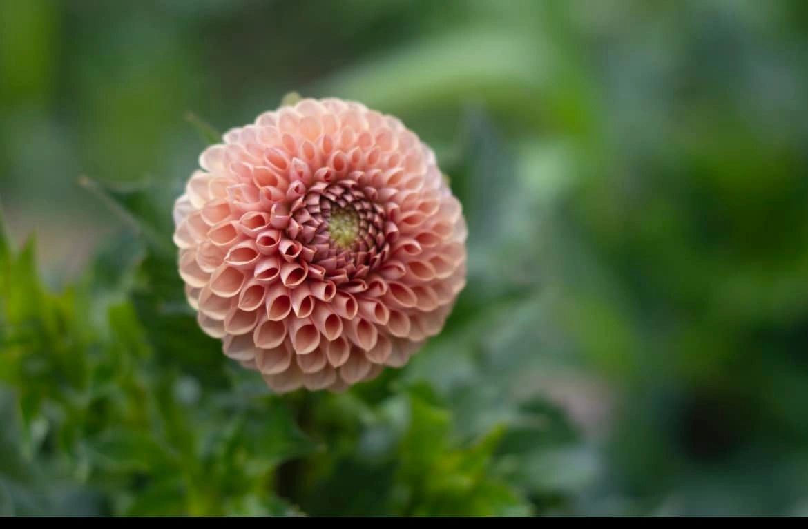 Back Forty Flower Farm in Long Prairie, Minnesota