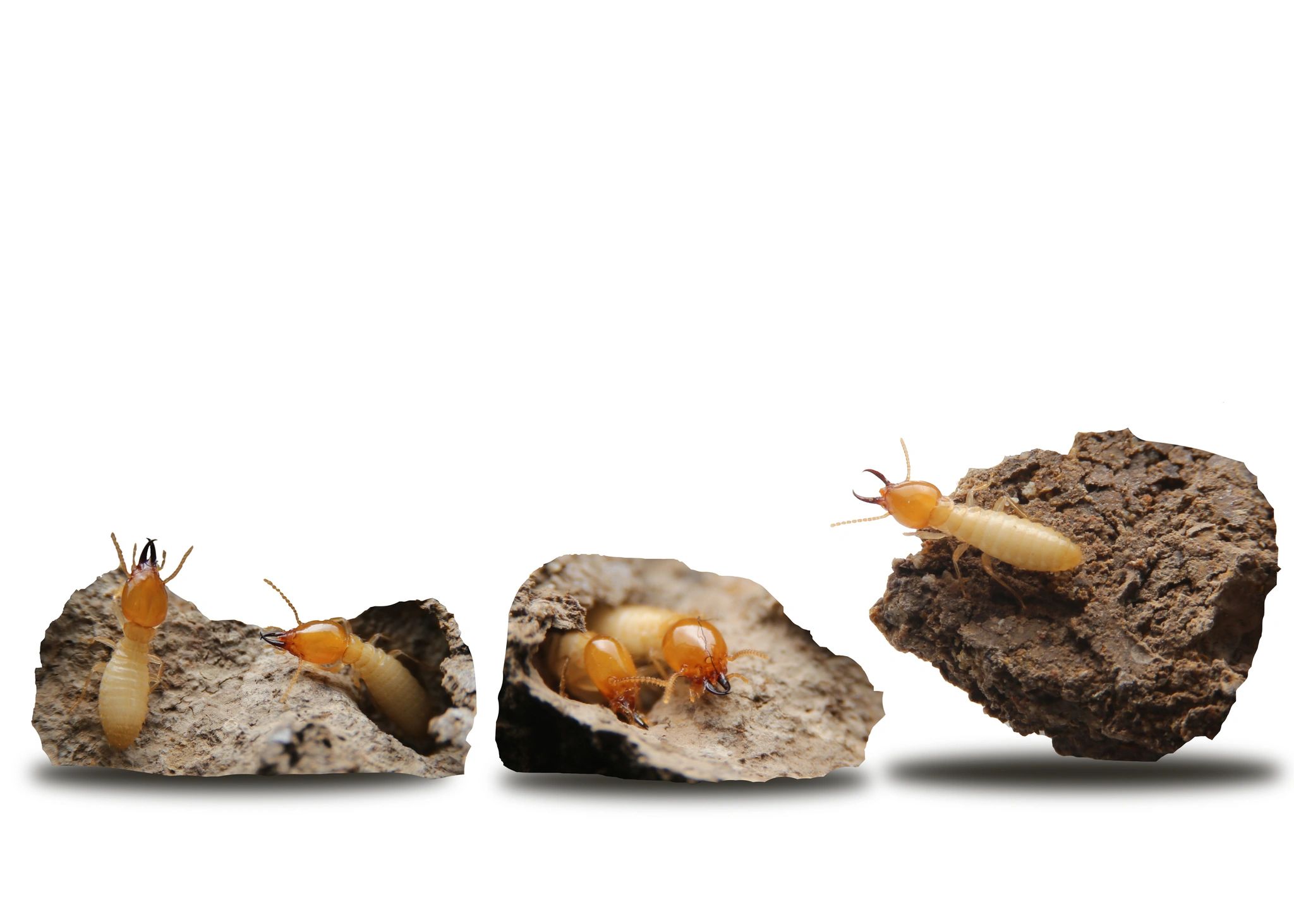 Residential Pest Control in Humble, Texas | Williamson Pest Solutions