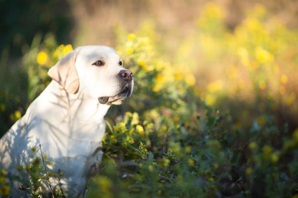 Snow Ridge Labrador Retrievers - Snow Ridge Labradors