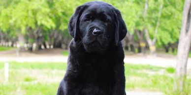 About Us | snow ridge labradors