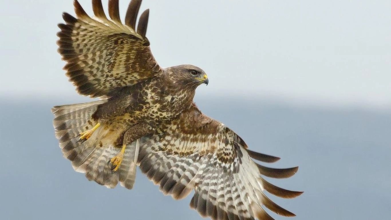 Taka Consultants, Inc.