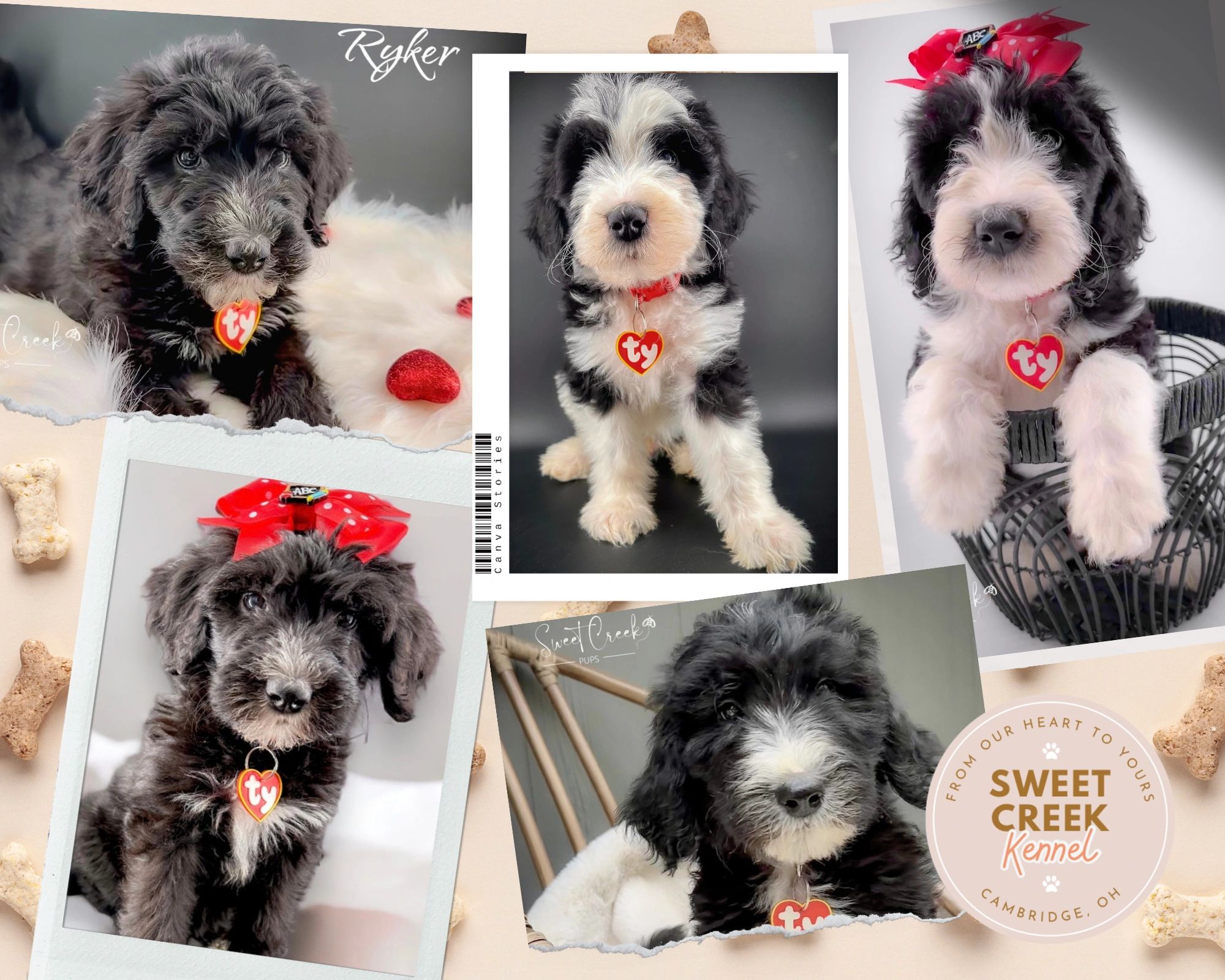 Sweet Creek Pups - Adopt a Sheepadoodle Puppy Today