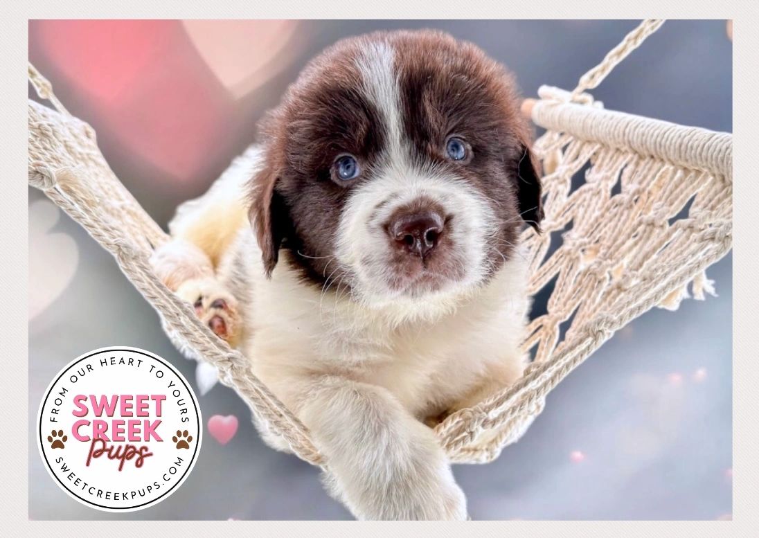 Sweet Creek Pups - Newfoundland Puppies, Doodle Puppies, Sheepadoodle ...