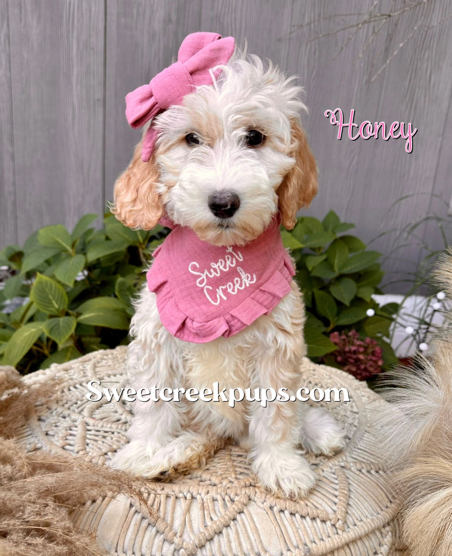 Puppies for Adoption