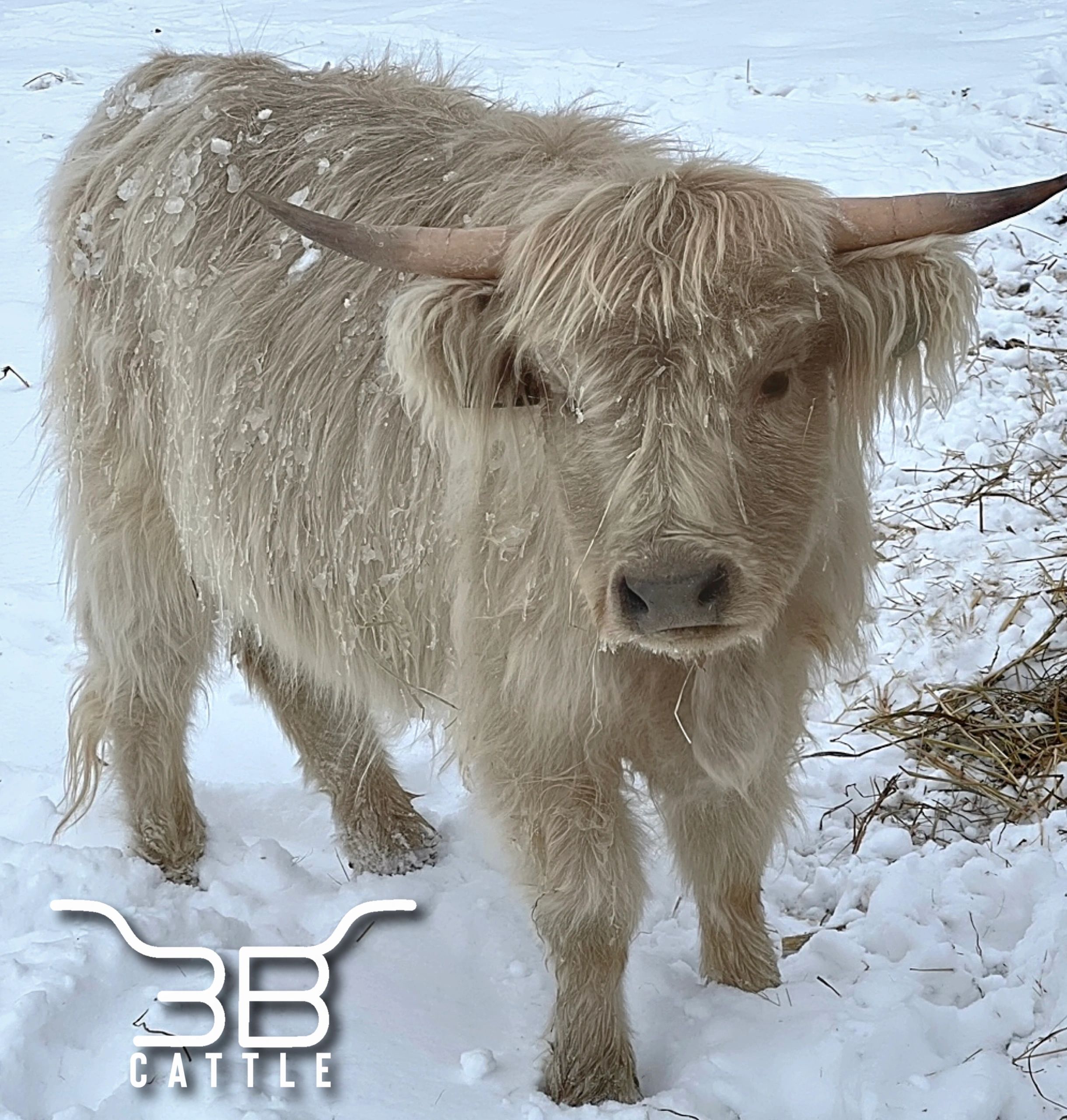 Miniature Scottish Highland Cattle