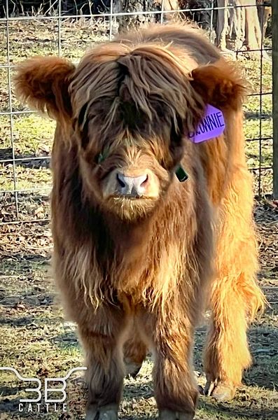 Miniature Scottish Highland Cattle