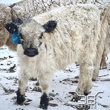 Available Cattle