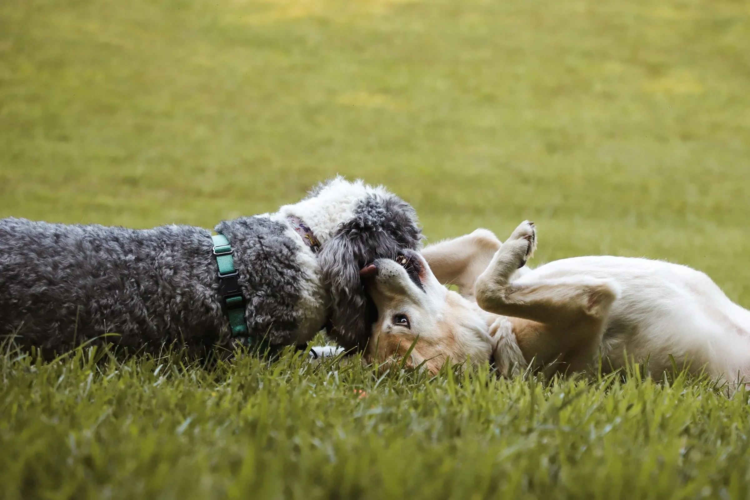 Pictures of Dog Daycare and Dog Boarding | Happy Hound K9 Social Club