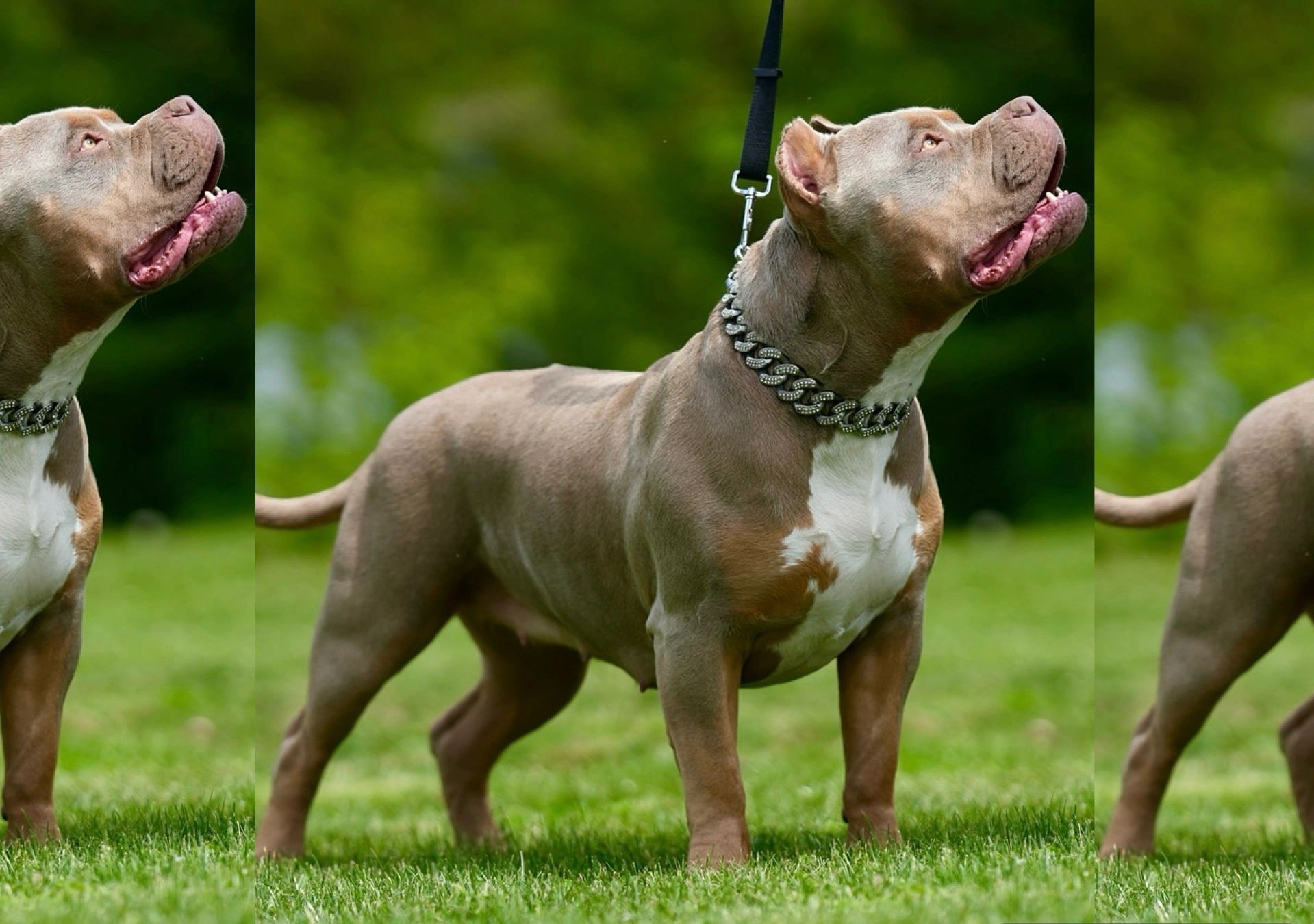American Bully Breeders Canada