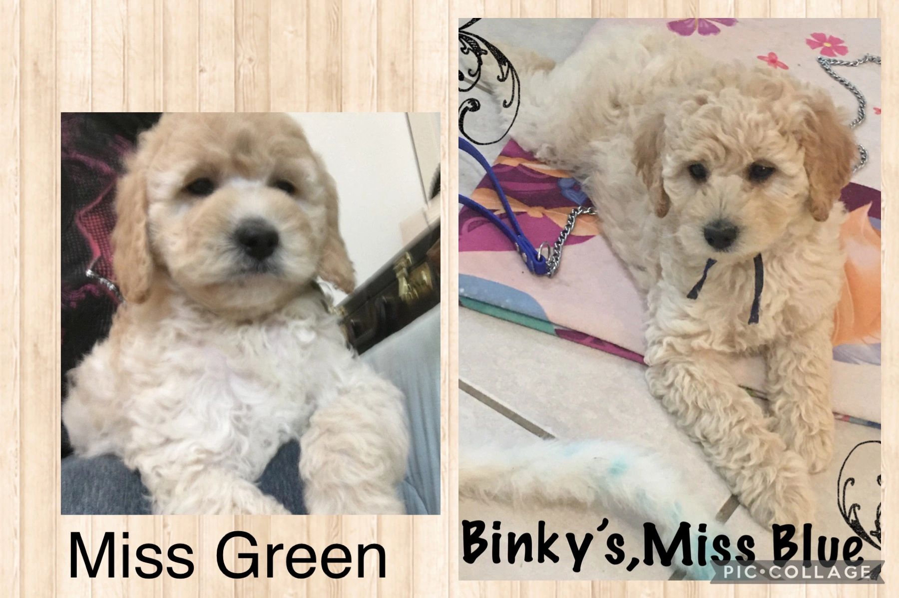 #2 Puppy page Binky puppi