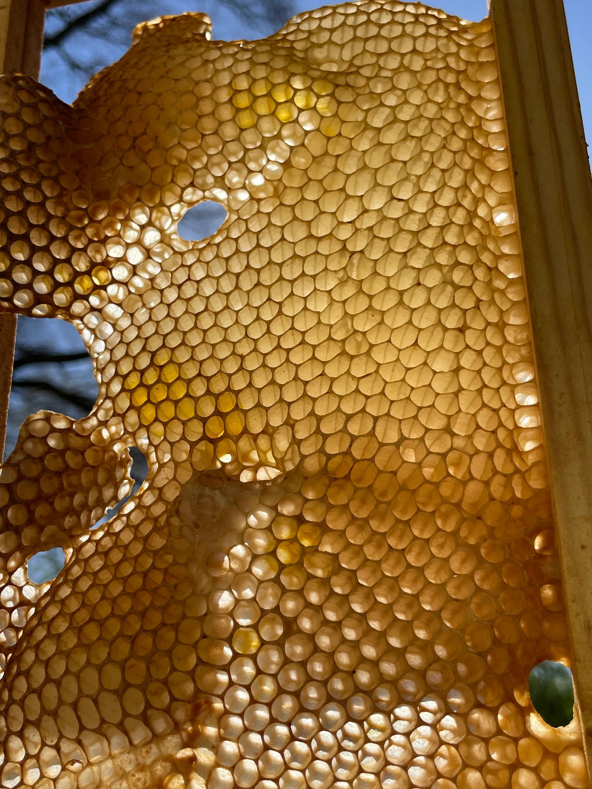The Bee Space Station - Educational and Artistic Apiary