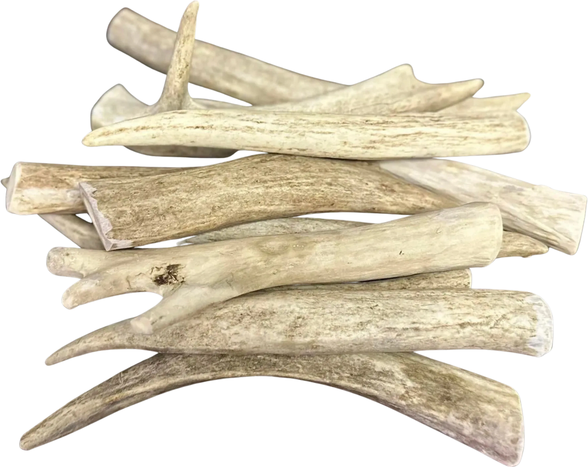 MEDIUM ANTLER