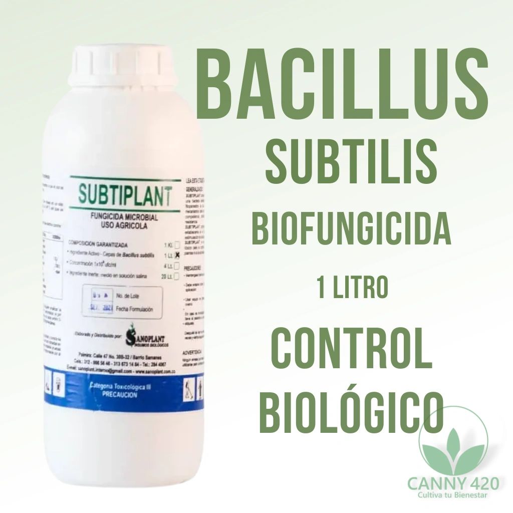 Biofungicida y Biofertilizante Bacillus subtilis