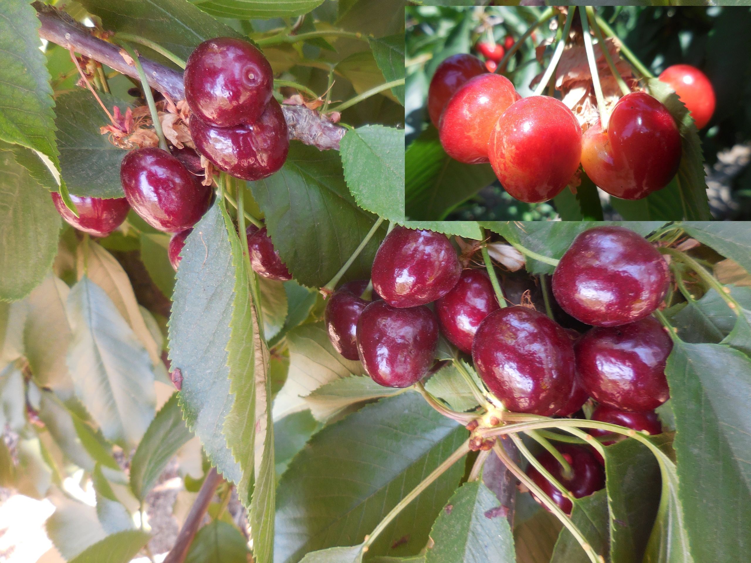 Cherries you pick Jlfarms