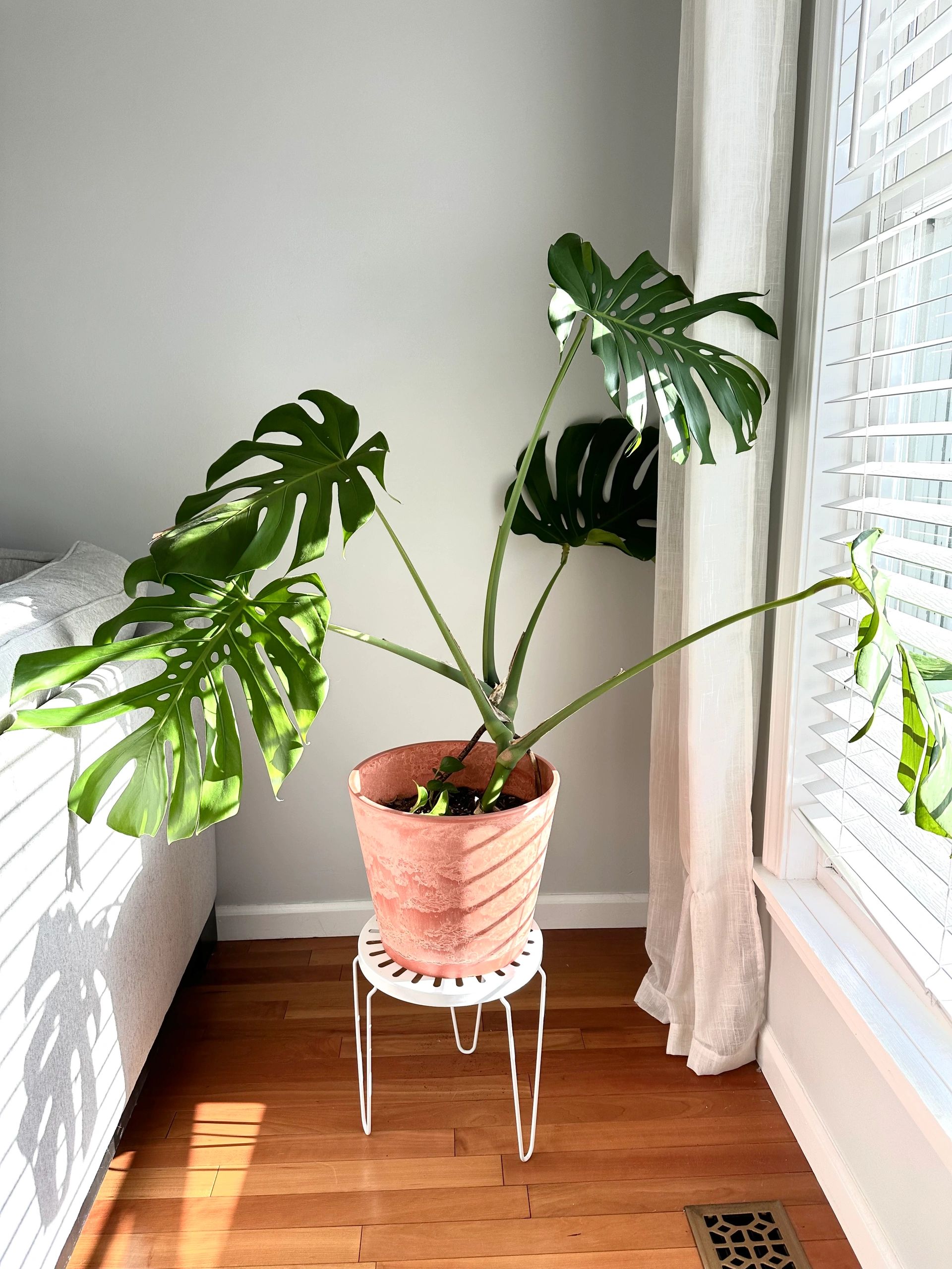 About | Refined Roots