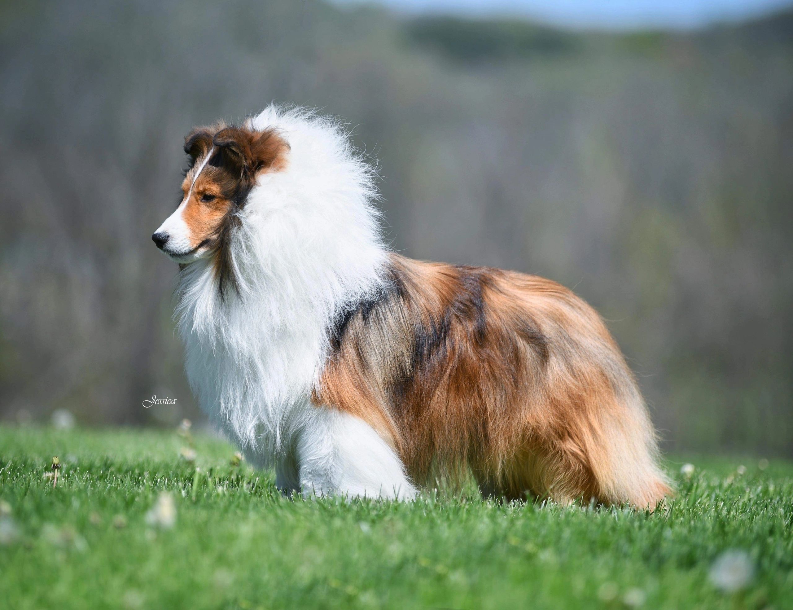 Alberta Shelties