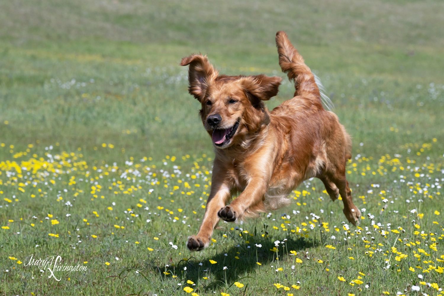 Golden Retriever Puppies - Glenmac Goldens