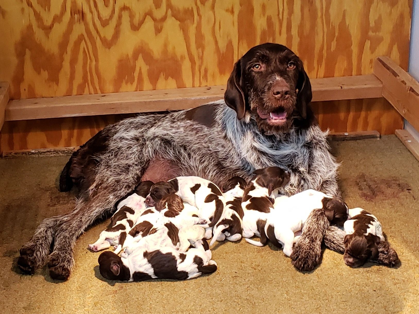 F-litter
