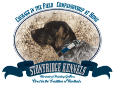 Stonyridge Kennels - Kennel, Breeder, Wirehaired Pointing Griffon