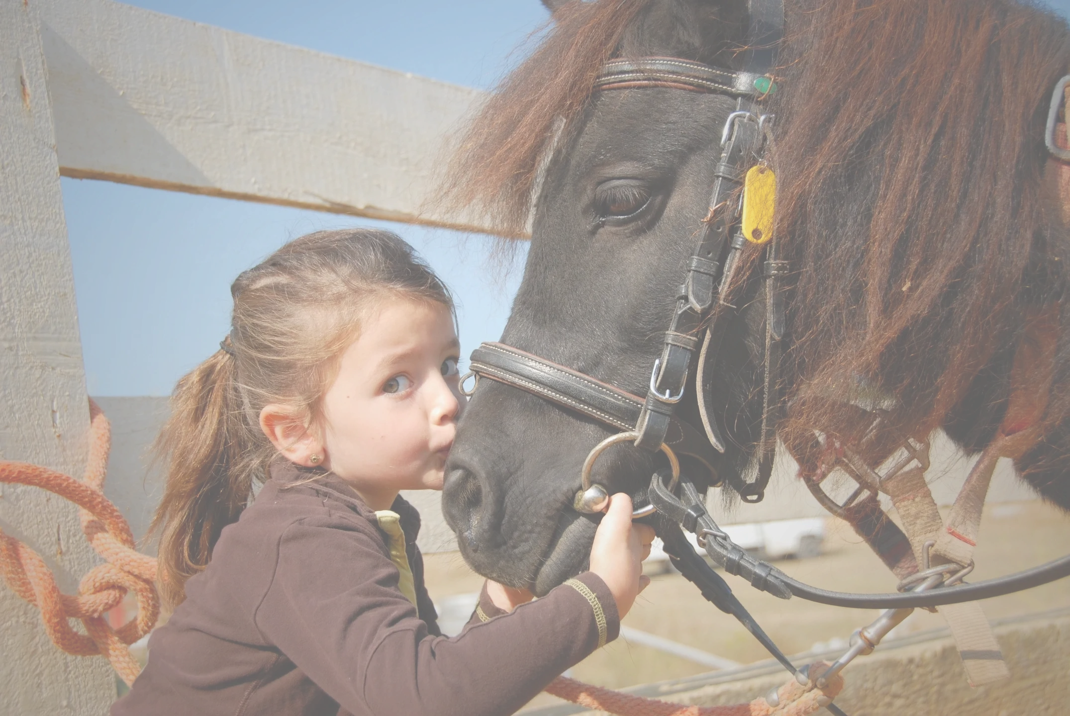 Horseback Riding Lessons | Silver Legacy Stables