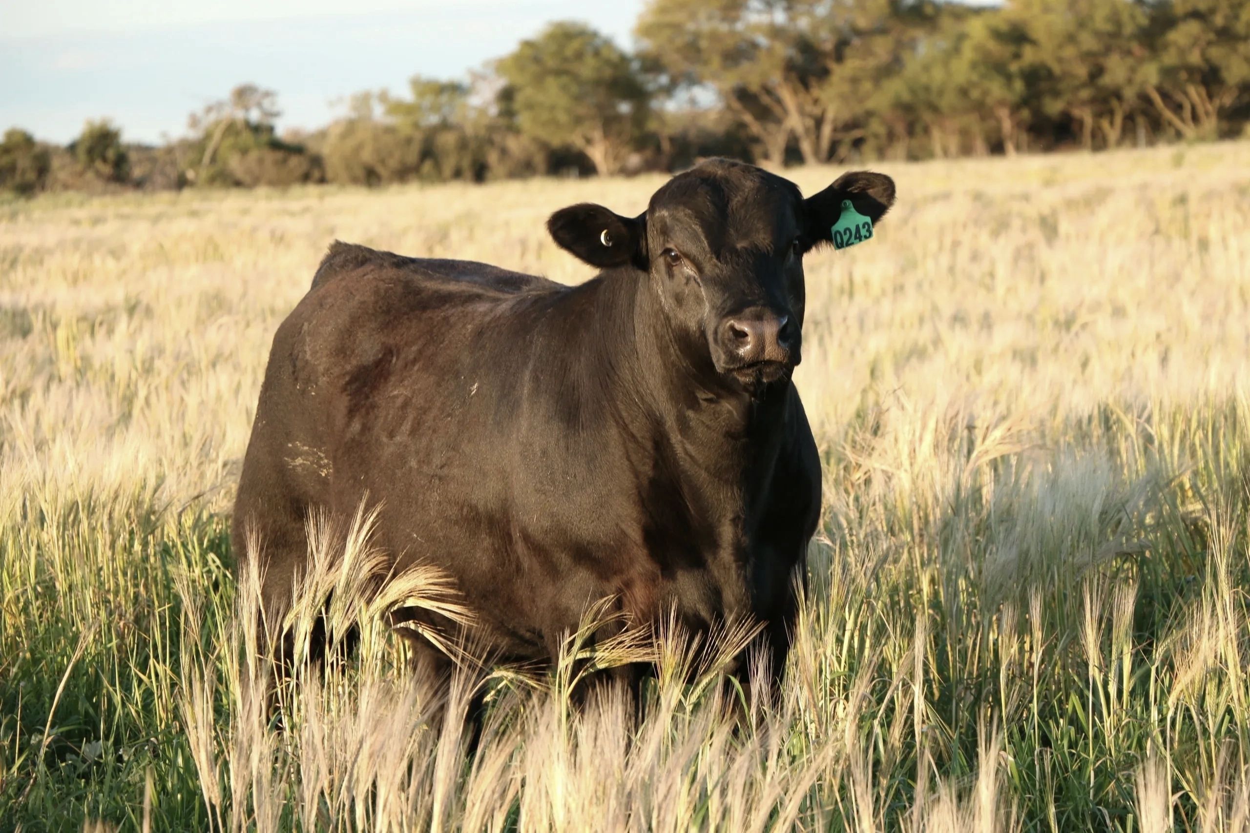 Hallmark Genetics - Beef Genetics, Angus Genetics, Angus Semen