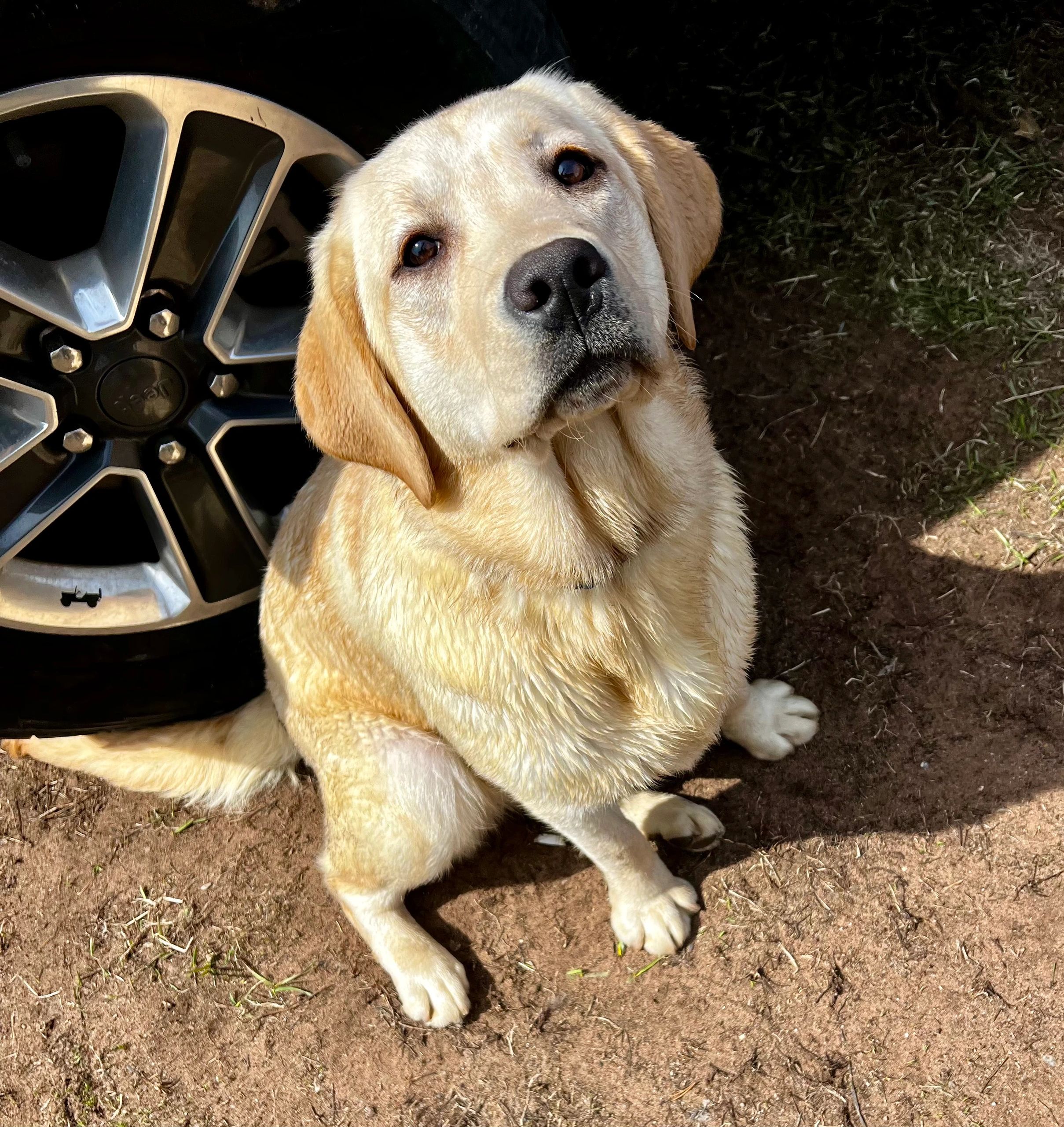 annabelleacres.org - Labrador Retrievers, Adoption