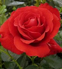 Roses: Part 1-Evolution and History