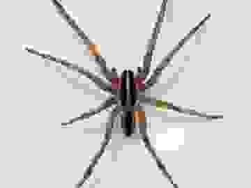 Pest Control - Mid Missouri Pest Solutions